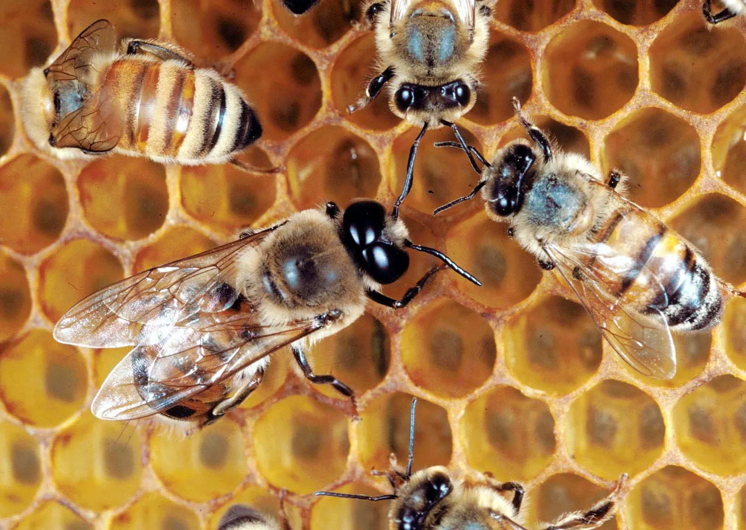 Svjetski dan pčela u Lopticama i Trešnjicama – Dječji vrtić Sisak Stari